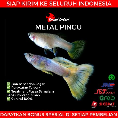 Jual Ikan Hias Guppy Metal Pingu - Jantan - Kota Depok - Terpal Indoor ...