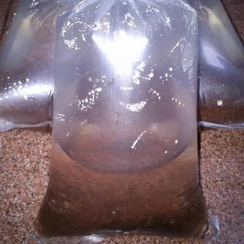 Jual PAKAN IKAN CASUT / PAKAN IKAN CACING SUTRA / CACING RAMBUT ...