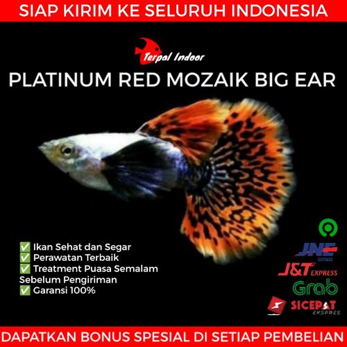 Jual Ikan Hias Guppy PRMBE (Platinum Red Mozaik Big Ear) - Jantan - Kota Depok - Terpal Indoor ...