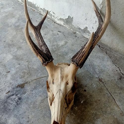 Jual tengkorak kepala rusa tanduk 7 asli kisaran tahun 1950 -+ rare ...