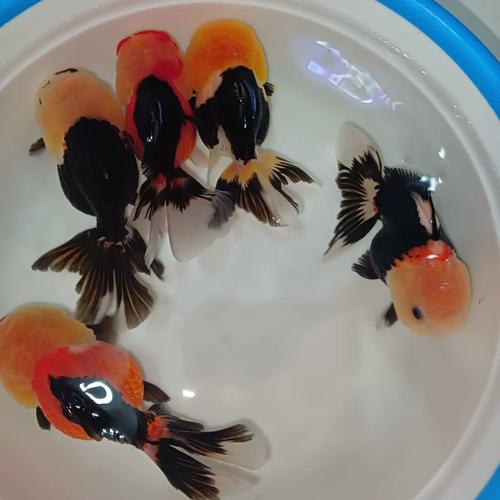 Jual Oranda panda / ikan mas koki oranda panda & tricolor short body ...