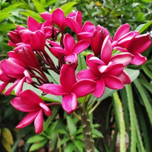 Jual Tanaman Plumeria Merah / Kamboja Bali - Kota Batu - Tanamanbuahtin ...