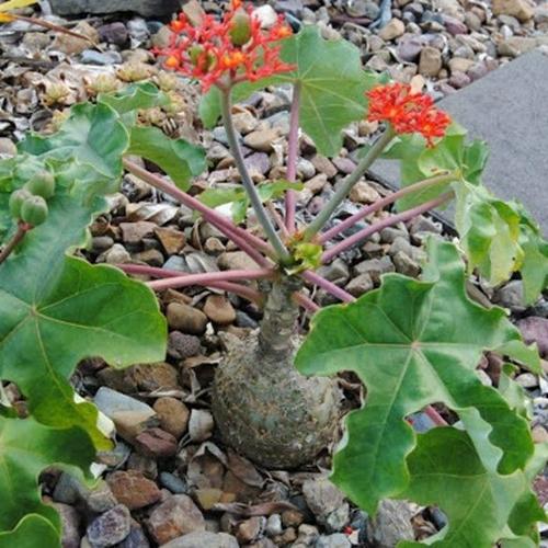 Jual tanaman jarak bali botol / jatropha podagrica - pohon herbal ...