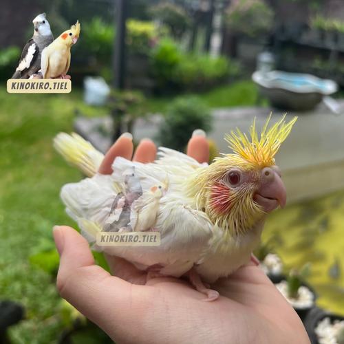 Jual Baby Falk / Burung Falk Jinak Lolohan / Cockatiel / Parkit ...