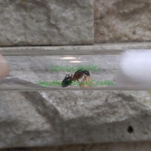 Jual Camponotus irritans Queen / Ant Queen / Ratu Semut FERTILE ...