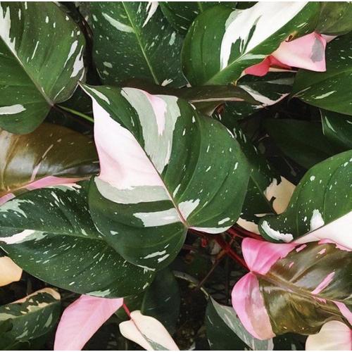 Jual Philodendron White Princess / Philo White Princess / Philo WP - 1 ...