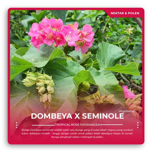 Jual Bibit Bunga Dombeya Seminole kaya akan nektar dan polen - Okulasi ...