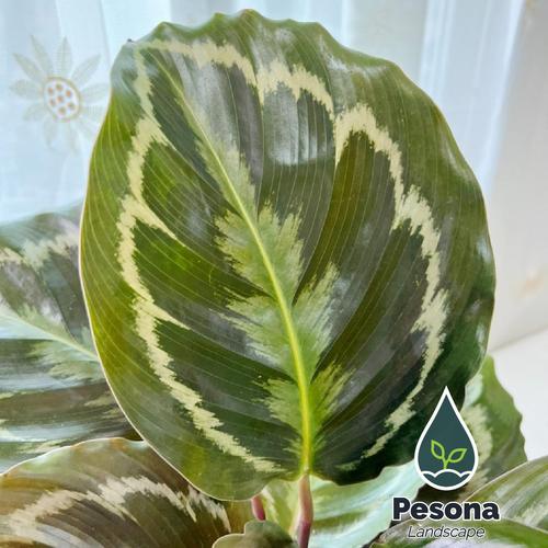 Jual Tanaman Hias Calathea Medallion - Daun 2 - Kab. Bogor - Plant ...