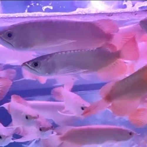 Jual Arwana banjar red 20 cm. sertifikat lengkap. Arwana red banjar 25 ...