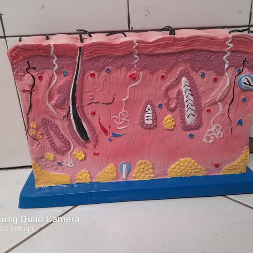 Jual Torso alat peraga model kulit - Kota Bekasi - mitraalatperaga ...