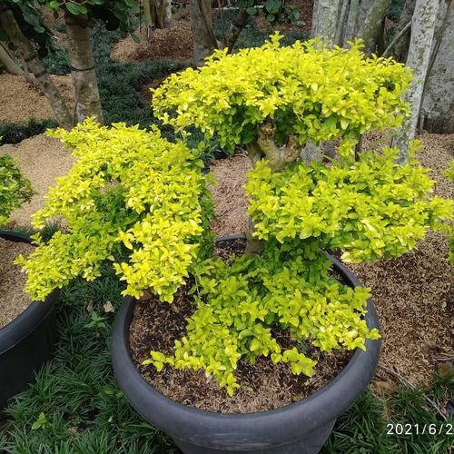 Jual bibit bonsai legistrum kuning/tanaman legistrum kuning - Kab ...