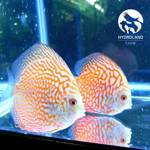 Jual Hydroland Farm - Discus Red Pigeon / discus 2 inch / 1 inch / 3 ...