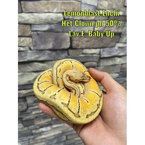 Jual Ular Lemonblast enchi het clown ph 50% female baby up - Jakarta ...