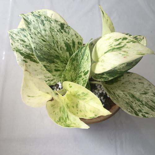 Jual Tanaman Hias Epipremnum Marble Queen Variegata / Epip Marble - Kab ...