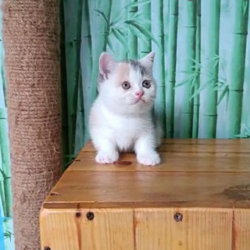 Jual Kucing Munchkin BSH (Invoice) - Kota Tangerang - FitriAnCathouse ...