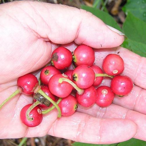 Jual - TANAMAN BUAH KERSEN -TERLARIS - Kota Bekasi - PETANI BERSATU ...