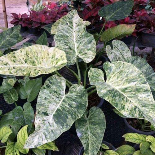 Jual Philodendron Giganteum Marble Varigata / Philodendron Marble ...