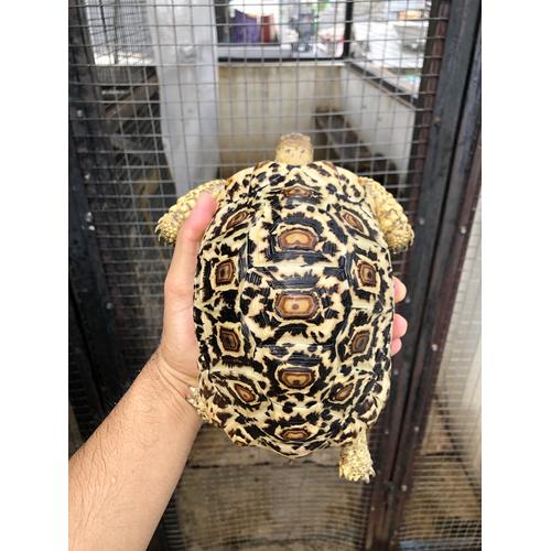Jual Giant Pardalis kura kura darat pardalis giant snow somalia ...