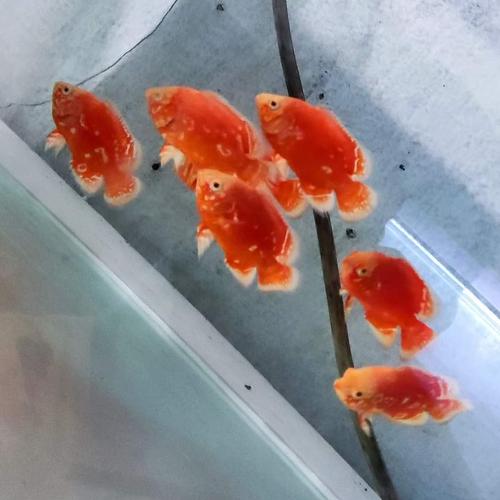 Jual Oscar Nemo size ( 7-8 ) cm - Jakarta Utara - Mifawaterfilter ...