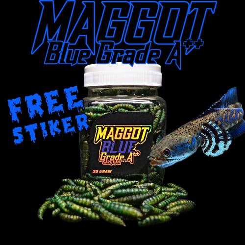 Jual Maggot Blue A++ untuk blue pulchra, auranti, andrao (kemasan baru ...