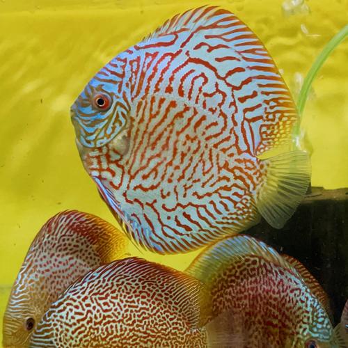 Jual Discus Tiger - 3"inch - Kab. Bogor - Loperfish discus | Tokopedia