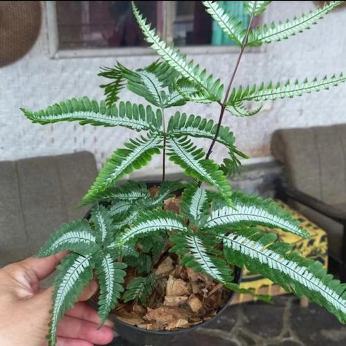 Promo Tanaman hias pakis varigata - pakis gunung salak - pakis ...