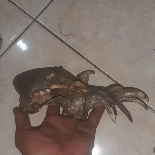 Jual Barang Kuno Antik Sprti Tngkorak Langka Unik Kota Tangerang