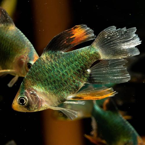 Jual Green Tiger Barb Slayer - Jakarta Timur - Azzahraquatic | Tokopedia