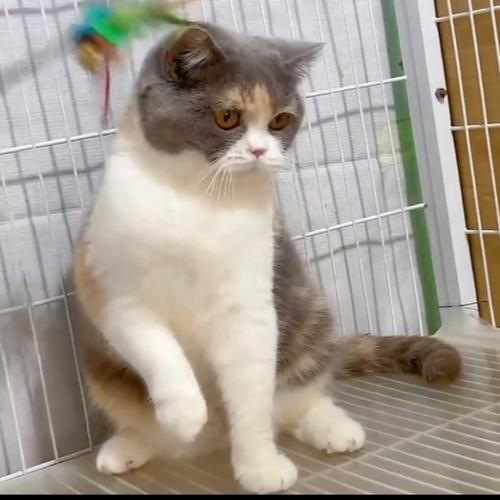 Jual kucing bsh import female 11 bulan calico pedigree wcf - Kota ...