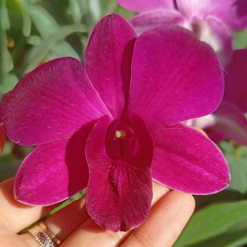 Jual Anggrek Dendro Dendrobium Grand Asia Dewasa Spike dan Knop Bunga ...