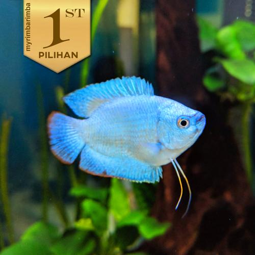 Jual Sepat Neon Blue Gourami Ikan Hias Aquascape Hiasan Aquarium ...