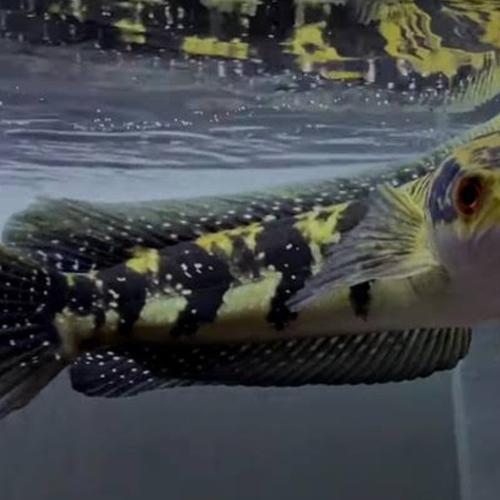 Jual ikan channa marulius green kaltara - Kota Depok - azzam ...