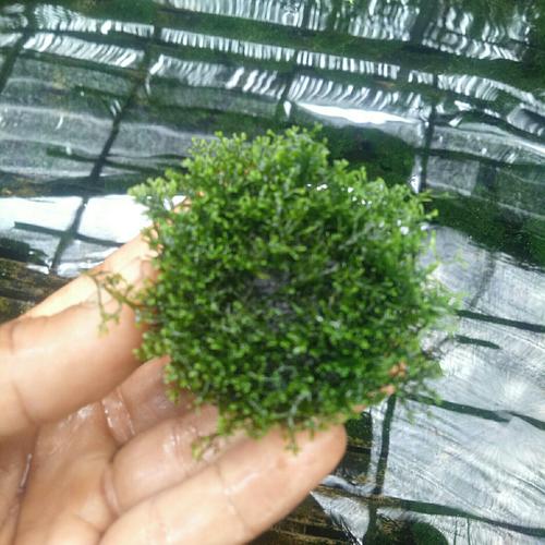 Jual mos ricardia madia wabi/tanaman aquascape/ tanaman hias air ...