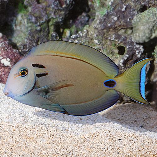 Jual Botana Kapsul / Lieutenant Surgeonfish - Ikan Hias Laut - Kota ...