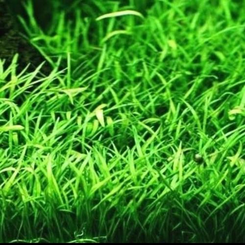 Jual lempeng liliopsis tanaman aquascape - Kab. Gianyar - Baruna ...