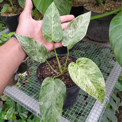 Jual philodendron giganteum marble variegata (Real Pic) - Kab. Bogor ...