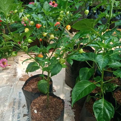 Jual Pohon Cabai Hias Red Chupetinho Sudah Berbuah - Kota Depok ...