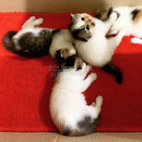 Jual #3 - Open Booking Then Adopt - Kitten / Anak Kucing - Lucu ...