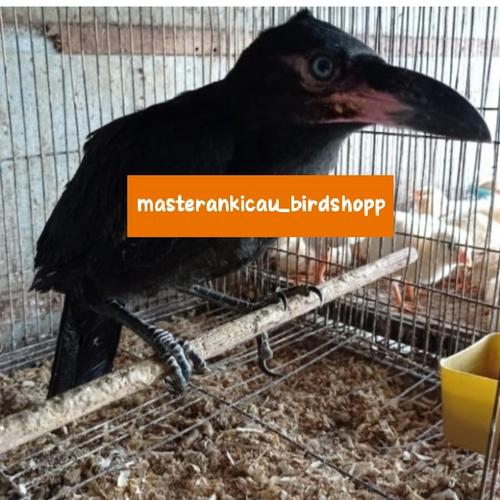Jual burung gagak gaok besar langka paling diminati sultan - Jakarta ...