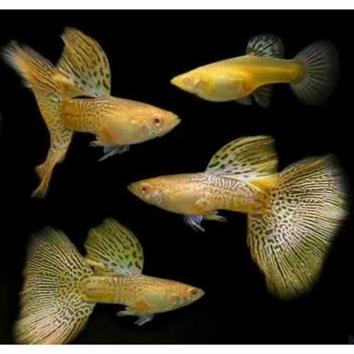 Promo ikan hias guppy albino yellow cobra - betina - Kota Depok - HokkiDiscus | Tokopedia