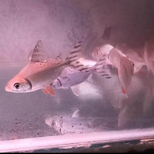 Jual PROMO Red feifeng flagtail american - Jakarta Selatan - sick ...