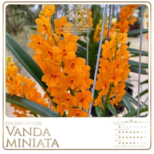 Jual ORCHIDSGARDEN Vanda miniata Anggrek Spesies Ascocentrum miniatum ...