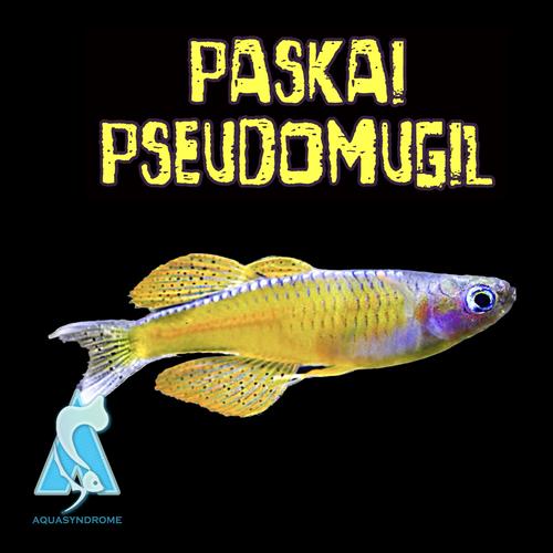 Jual Ikan Paskai/Ikan Pseudomugil/Ikan Hias Air Tawar Aquascape ...