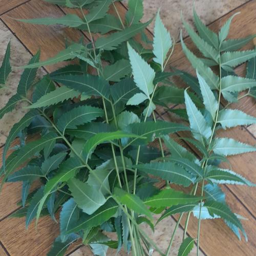 Jual Daun nimba segar 1 kg - Kota Bogor - agrinursery | Tokopedia