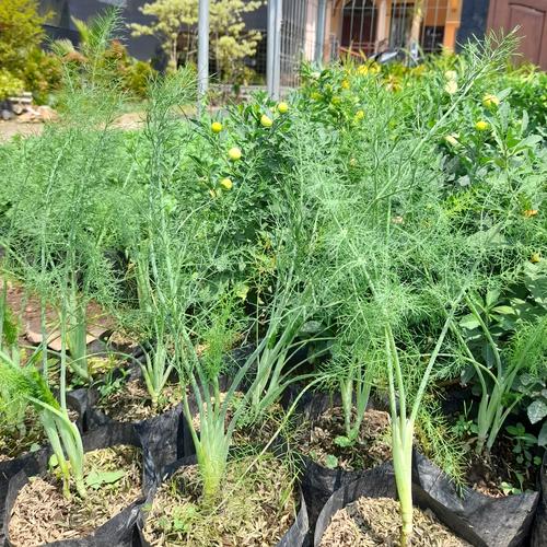Jual Tanaman herbal Adas / Adas Pulosari / Adas Pedas - Kota Batu ...