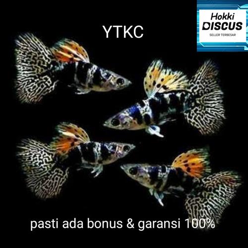 Promo ikan hias air tawar guppy yellow tiger king kobra - betina - Kota Depok - HokkiDiscus ...