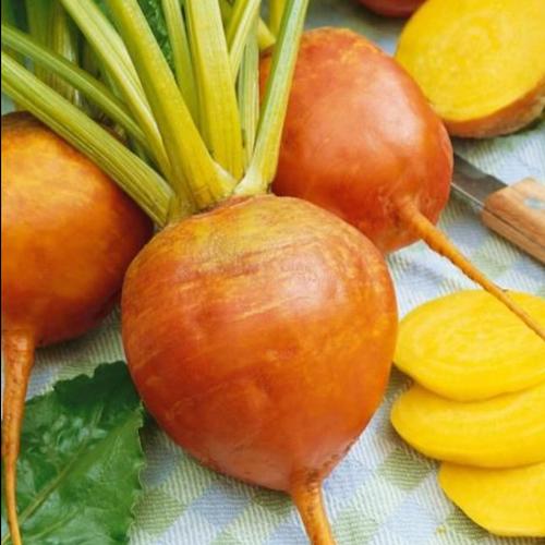 Jual Benih Bibit Umbi Manis Golden Beet - Beetroot Bit Kuning Isi 15 ...