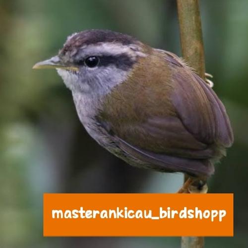 Jual burung tesia Jawa imut unik langka menarik - Jakarta Timur ...