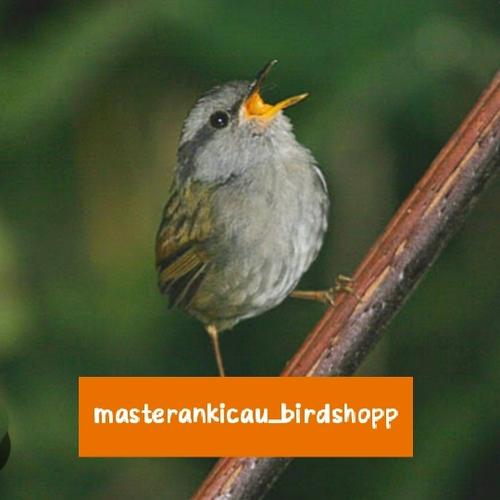Jual burung tesia Jawa gacor imut lucu gemesin - Jakarta Timur ...