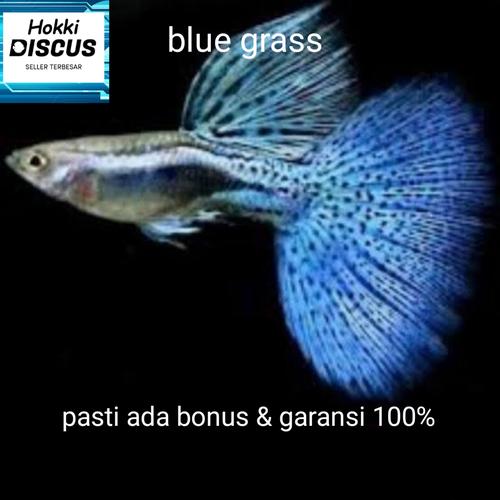 Jual ikan hias air tawar ikan guppy blue grass - betina - Kota Depok - HokkiDiscus | Tokopedia